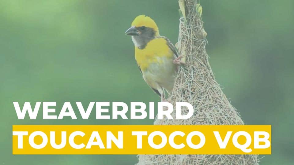 Toucan Created WeaverBird, an open-source visual query builder Toucan Created WeaverBird, an open-source visual query builder